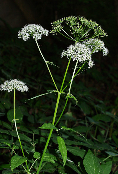 Giersch (Aegopodium podagraria) - Steckbrief - Eigenschaften und Verwendung